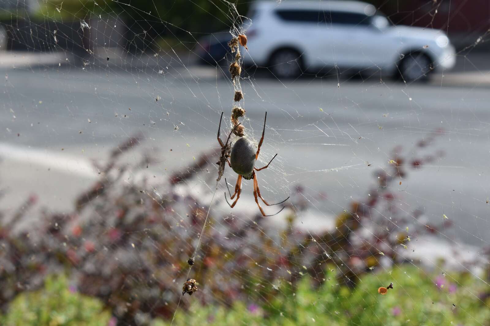 Beautiful orb weaver spider spotted | Seymour Telegraph