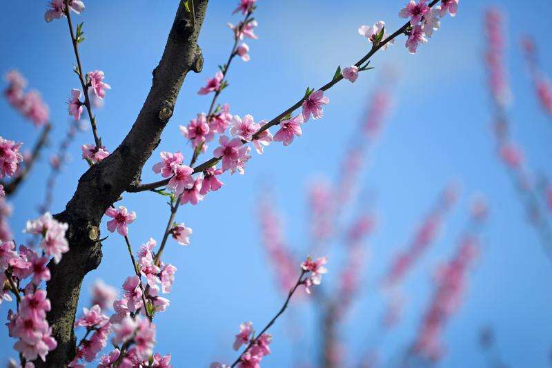Growing for Success | Springtime symphony of blossoms | Shepparton News