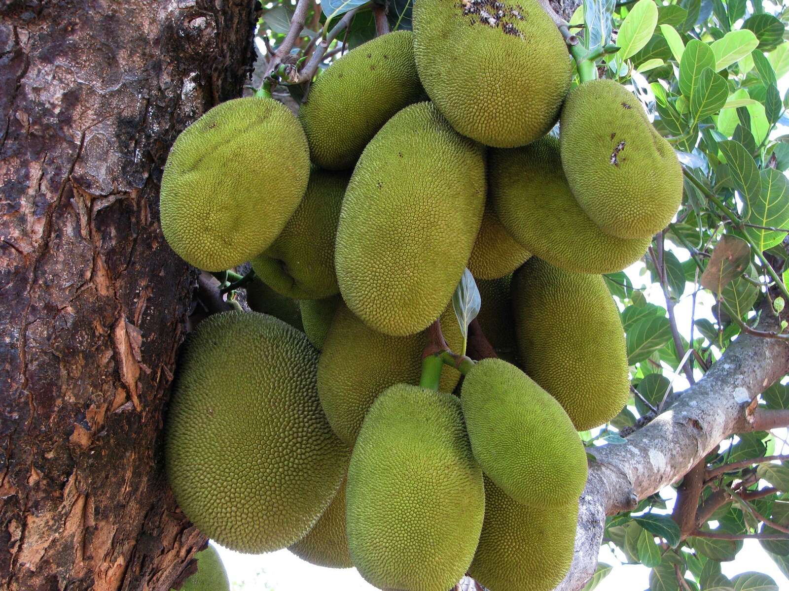 Juicing up the jackfruit industry | Dairy News Australia