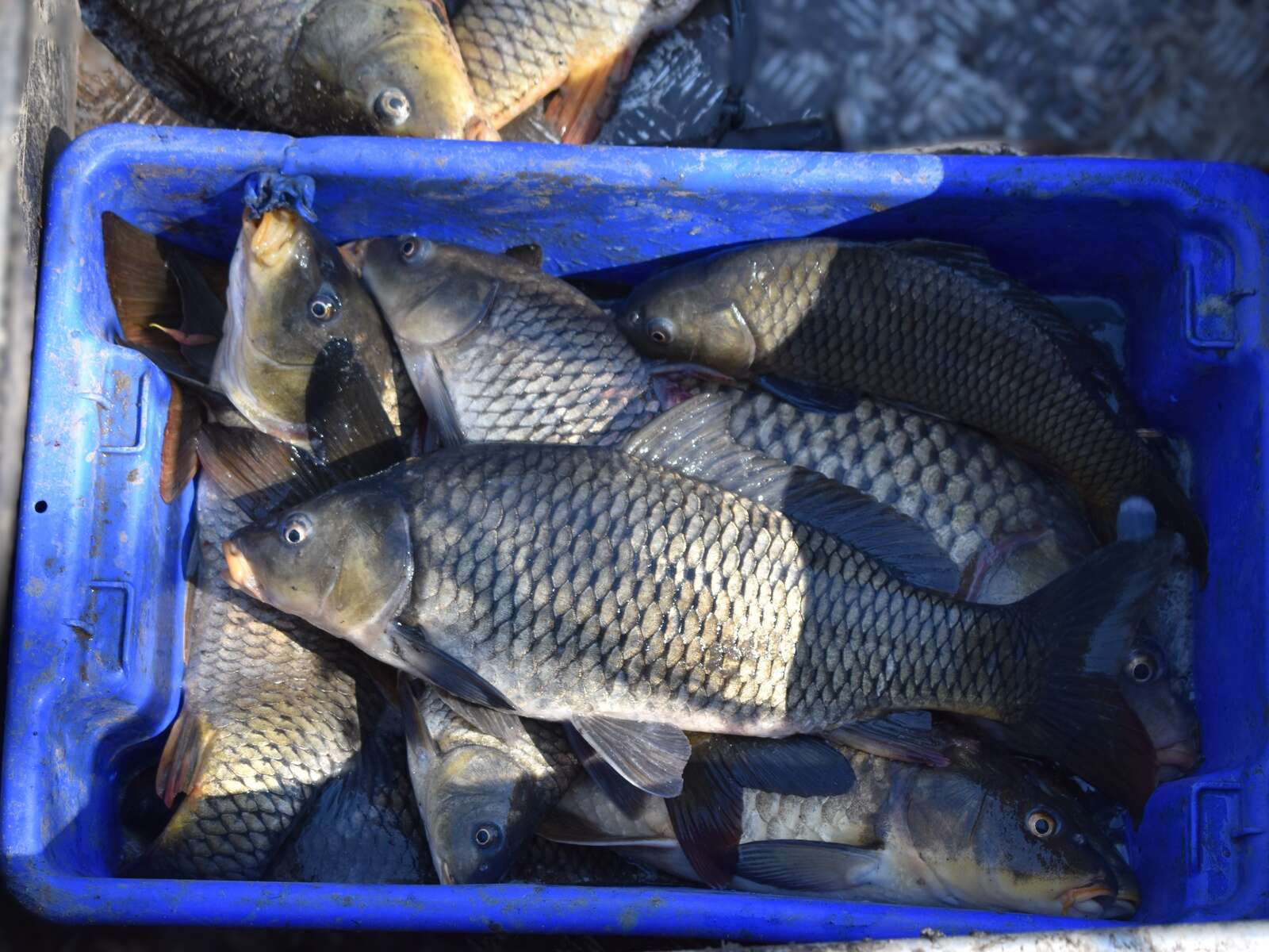 The menace crowding out native fish | Country News