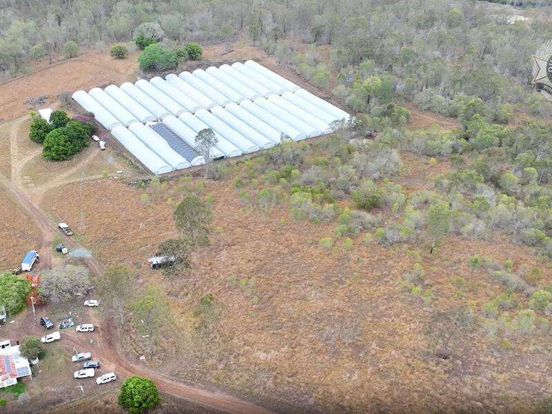 Police farm raid yields $70m cannabis crop | Kyabram Free Press