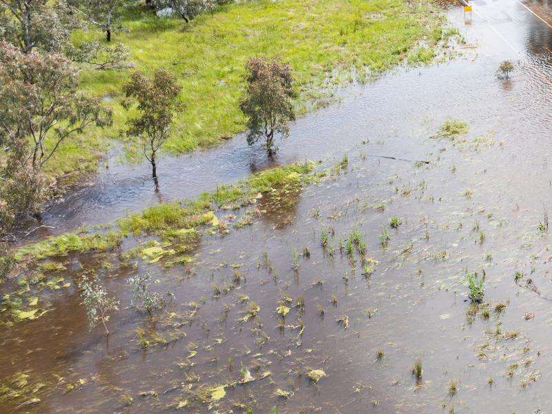 La Nina headache for NSW rice farmers | Country News