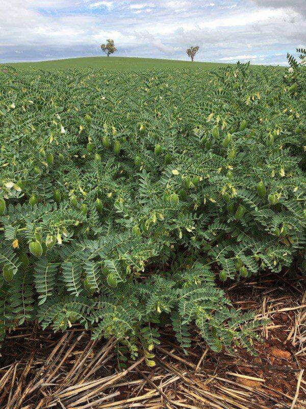 India reduces tariff on Australian lentils | Country News