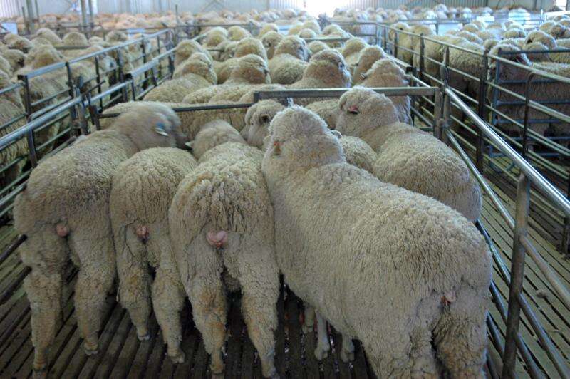 Pain relief mandatory for mulesing | Country News