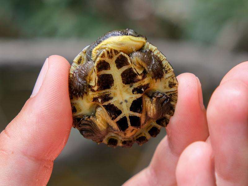 Turtle hatchlings joy after NSW disasters | Country News