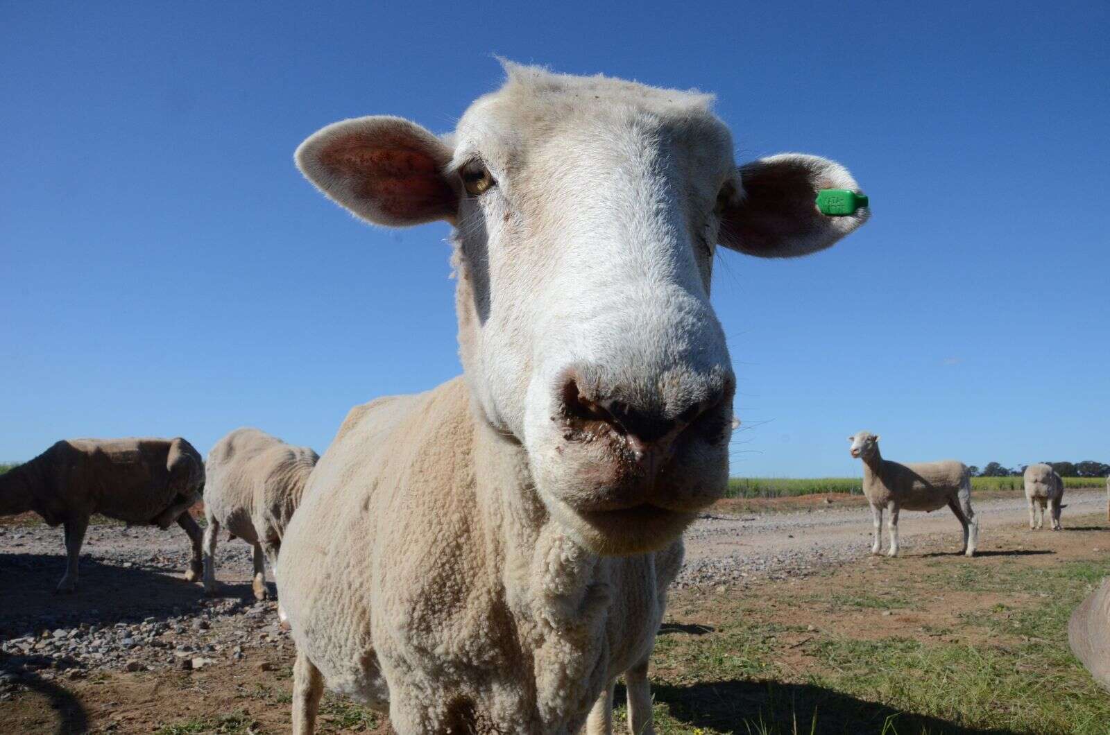 Next steps for electronic ID for sheep and goats | Country News