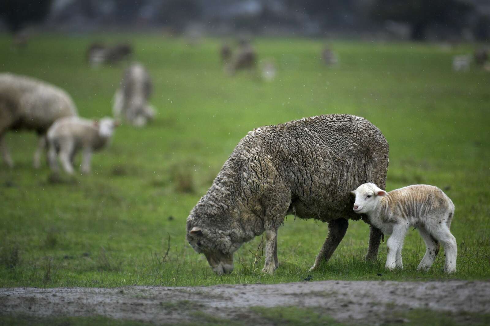 Tackling the spread of sheep pneumonia | Dairy News Australia