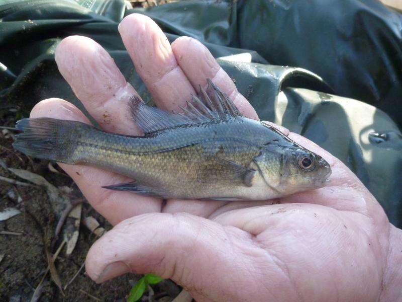 Macquarie perch fingerlings released into Goulburn River | Seymour ...