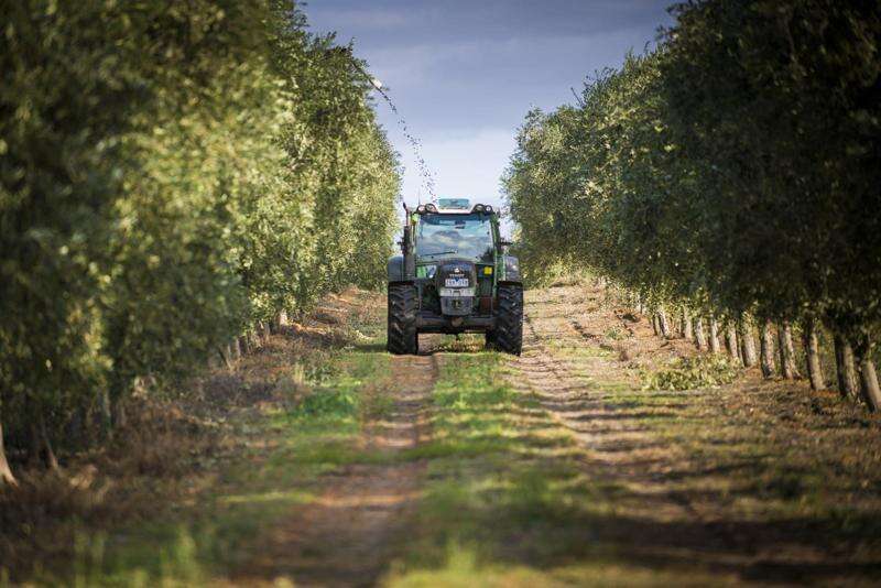 Cobram Estate experiences best harvest yet | Cobram Courier
