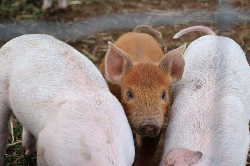 Meeting to air piggery concerns | Country News