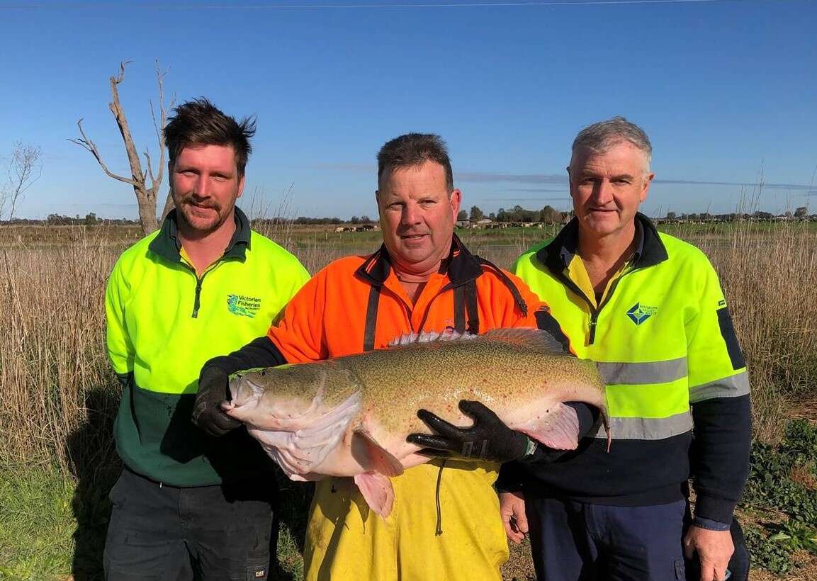 Fish relocated to stock new storages | Country News