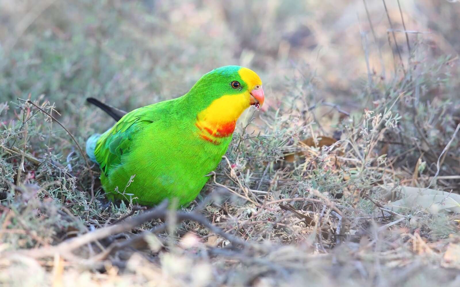 National day puts a spotlight on superb bird | Shepparton News