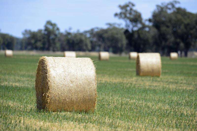 Hay making season in full swing | Dairy News Australia