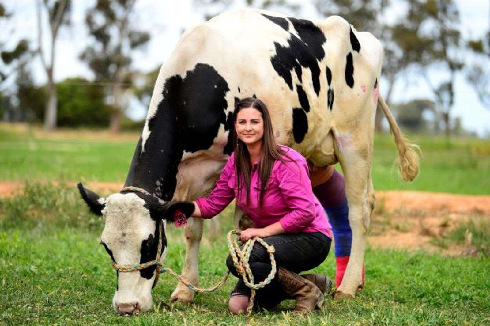 A broken leg won’t keep this good cow down | Country News