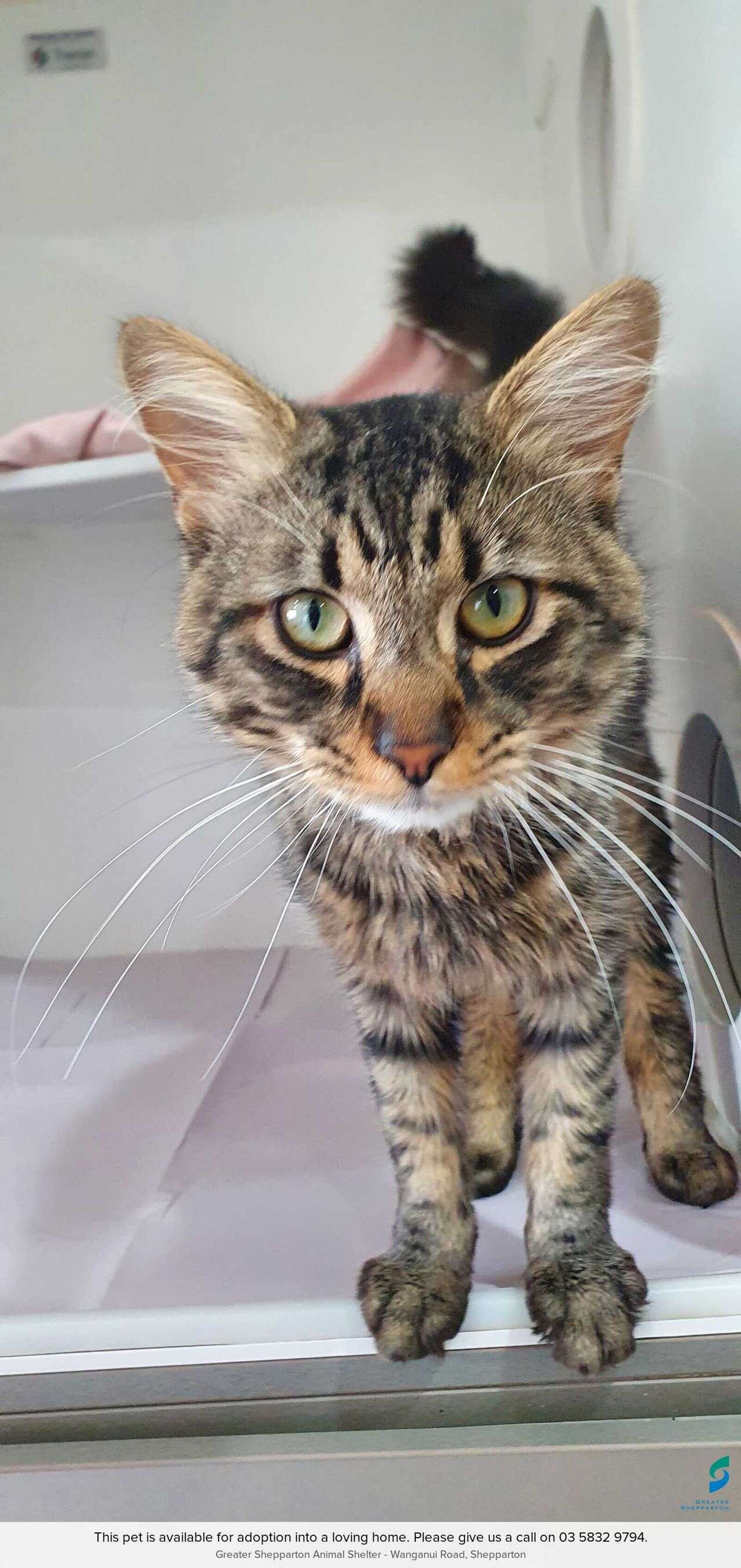 Dave the cat: the man of your dreams | Shepparton News
