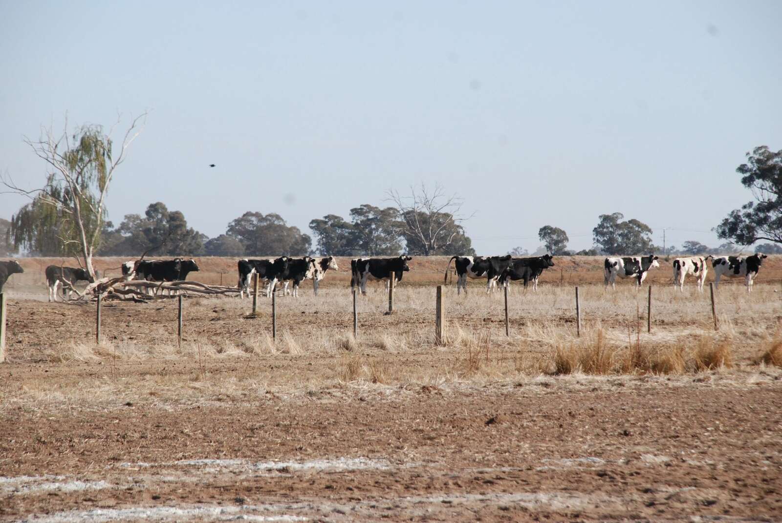 Drought support for south-west Victoria | Dairy News Australia