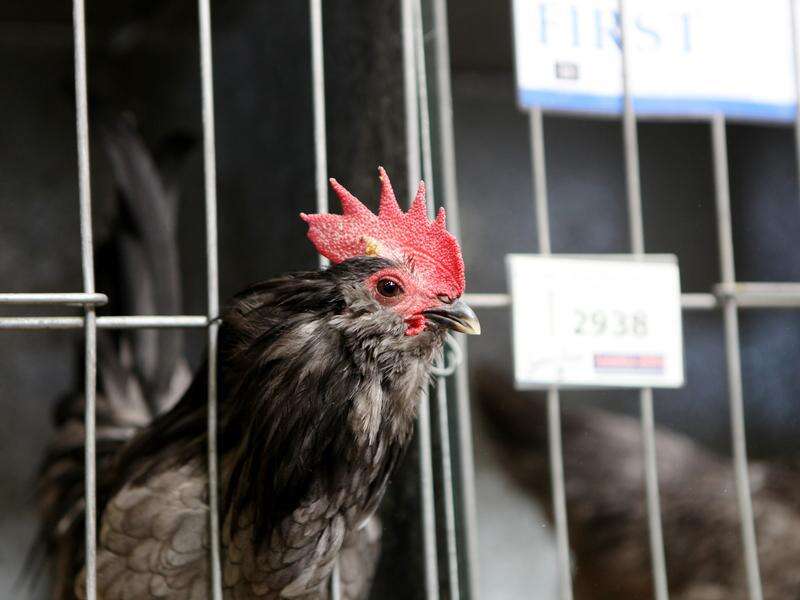 Thousands of hens to be culled as flu hits fifth farm | Country News