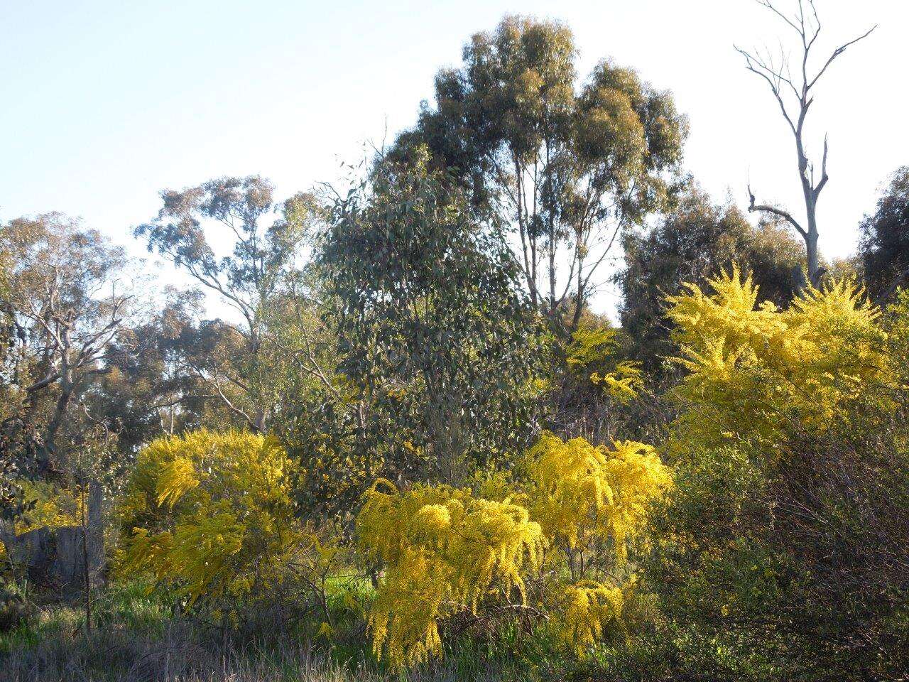 Walk through native reserves | Country News