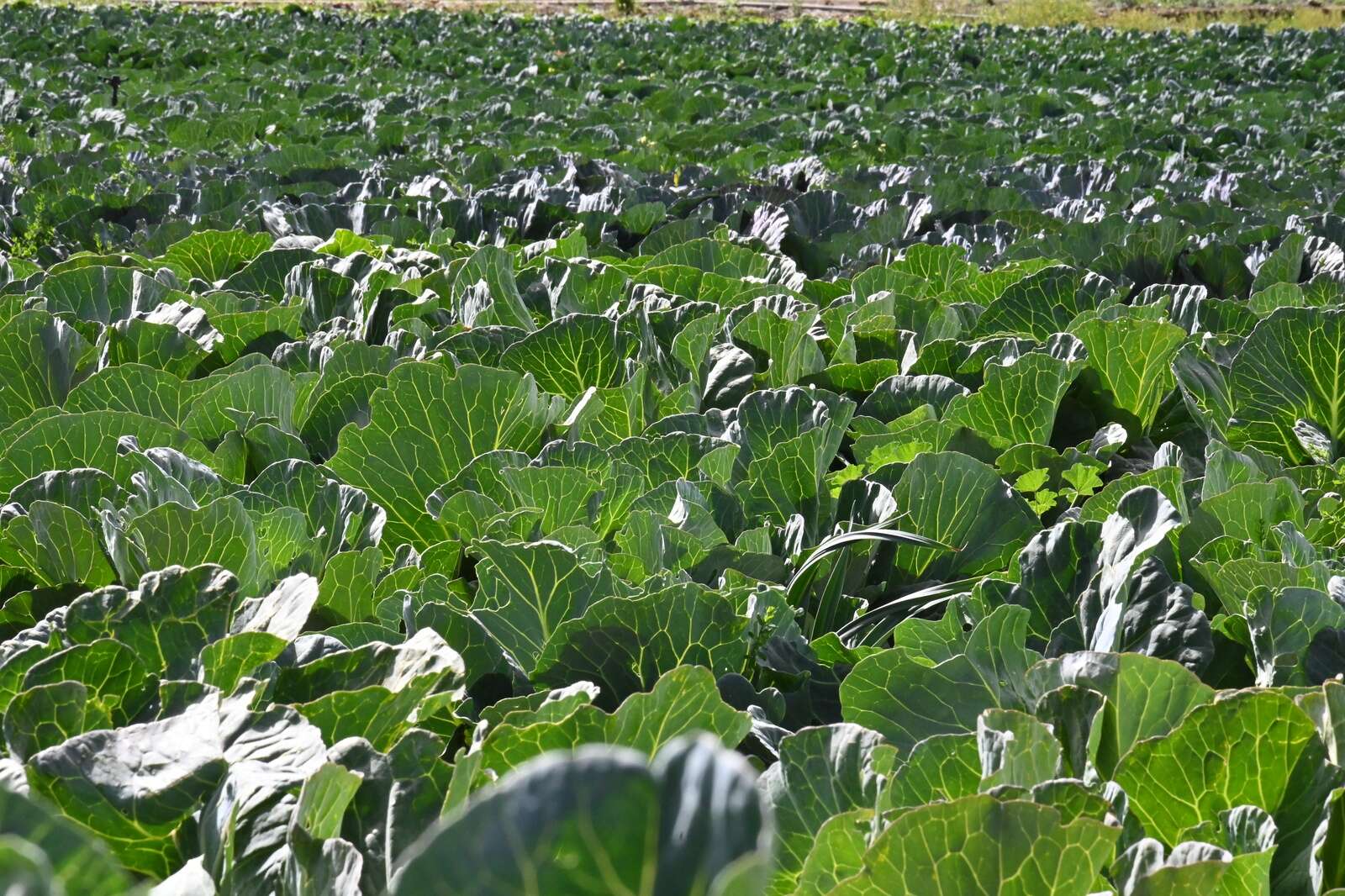 Prune It Back | Invest in the future of our food | Country News