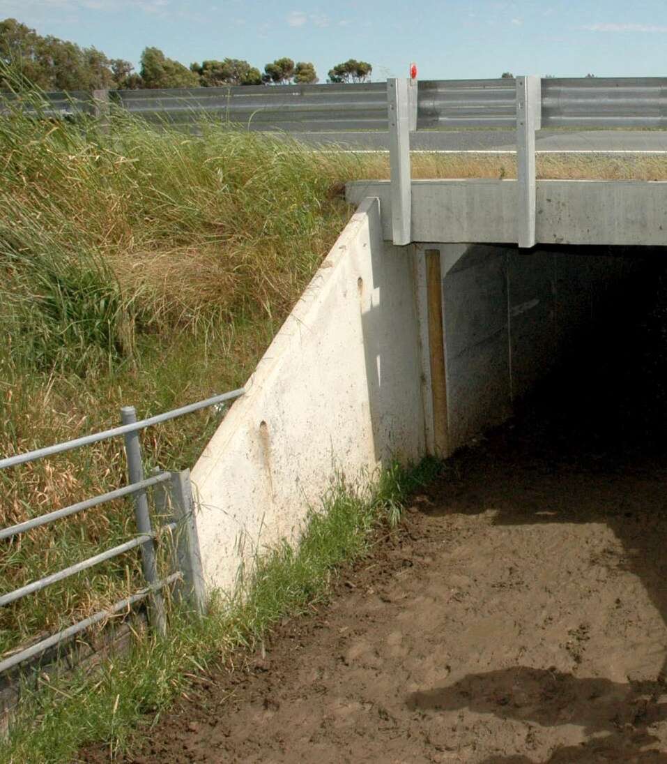 Extra cattle underpass funding welcomed | Country News