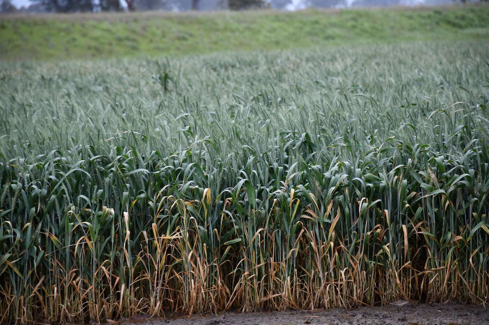 Northern Victoria in a dry spell | Dairy News Australia