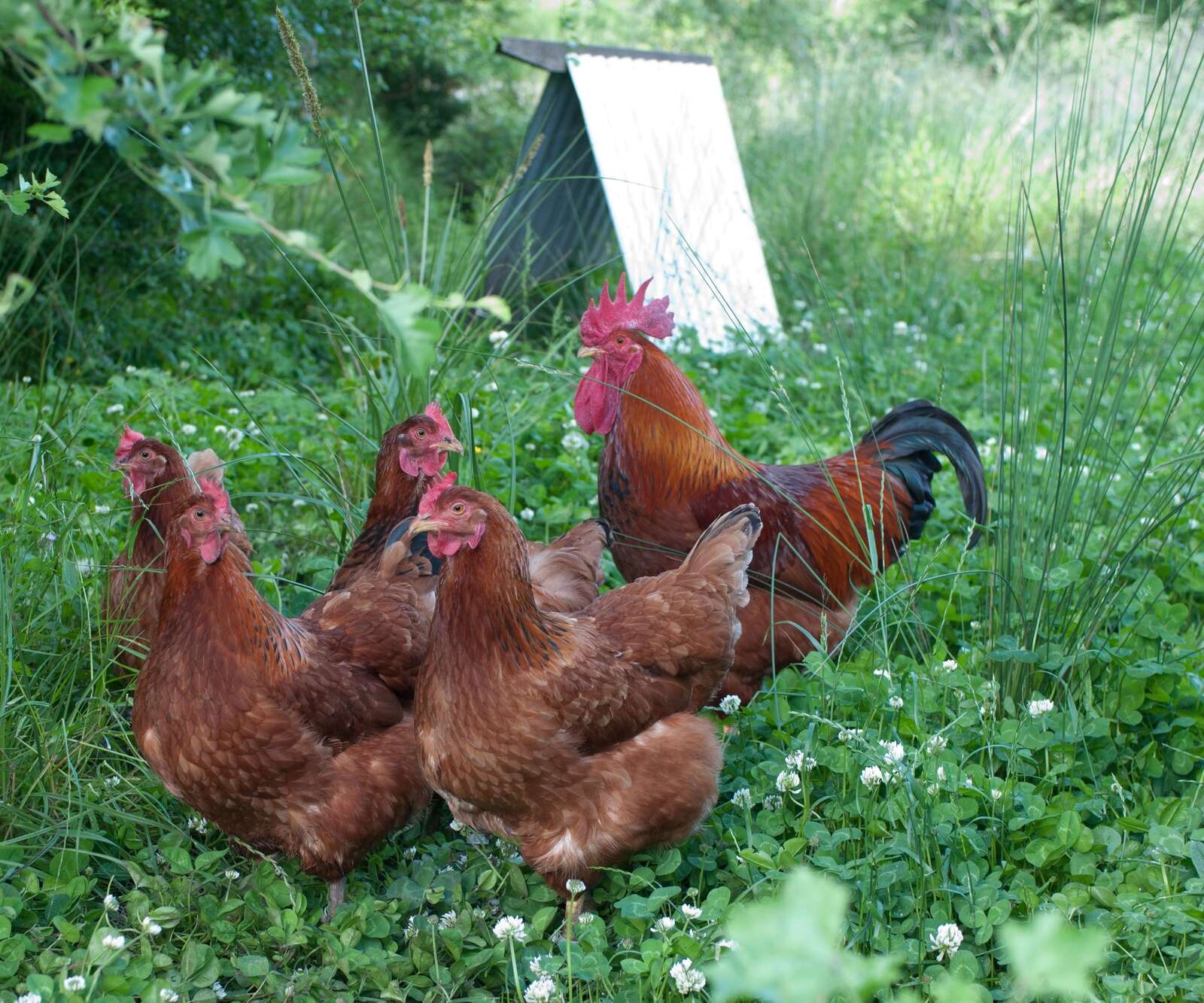 So you’re thinking about keeping backyard chooks? | Shepparton News