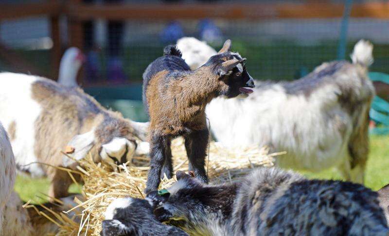 Grants available for regional agricultural shows | Dairy News Australia