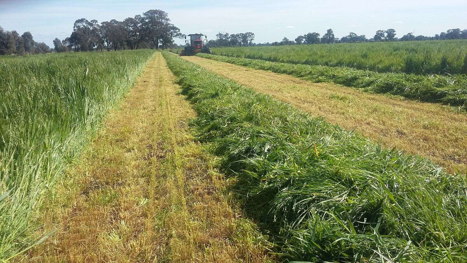 Making quality hay is all about timing and technique | Country News