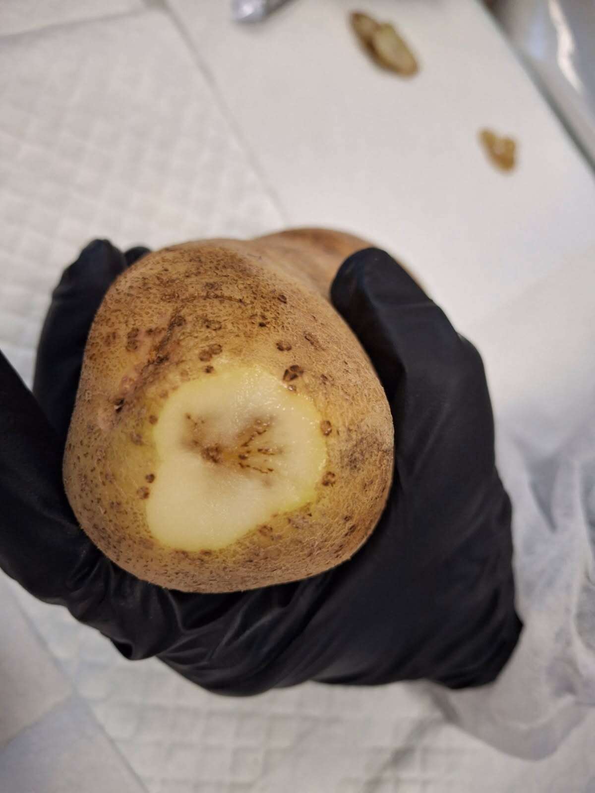 AUSVEG to update seed potato growers at Victorian PMTV forum | Dairy ...