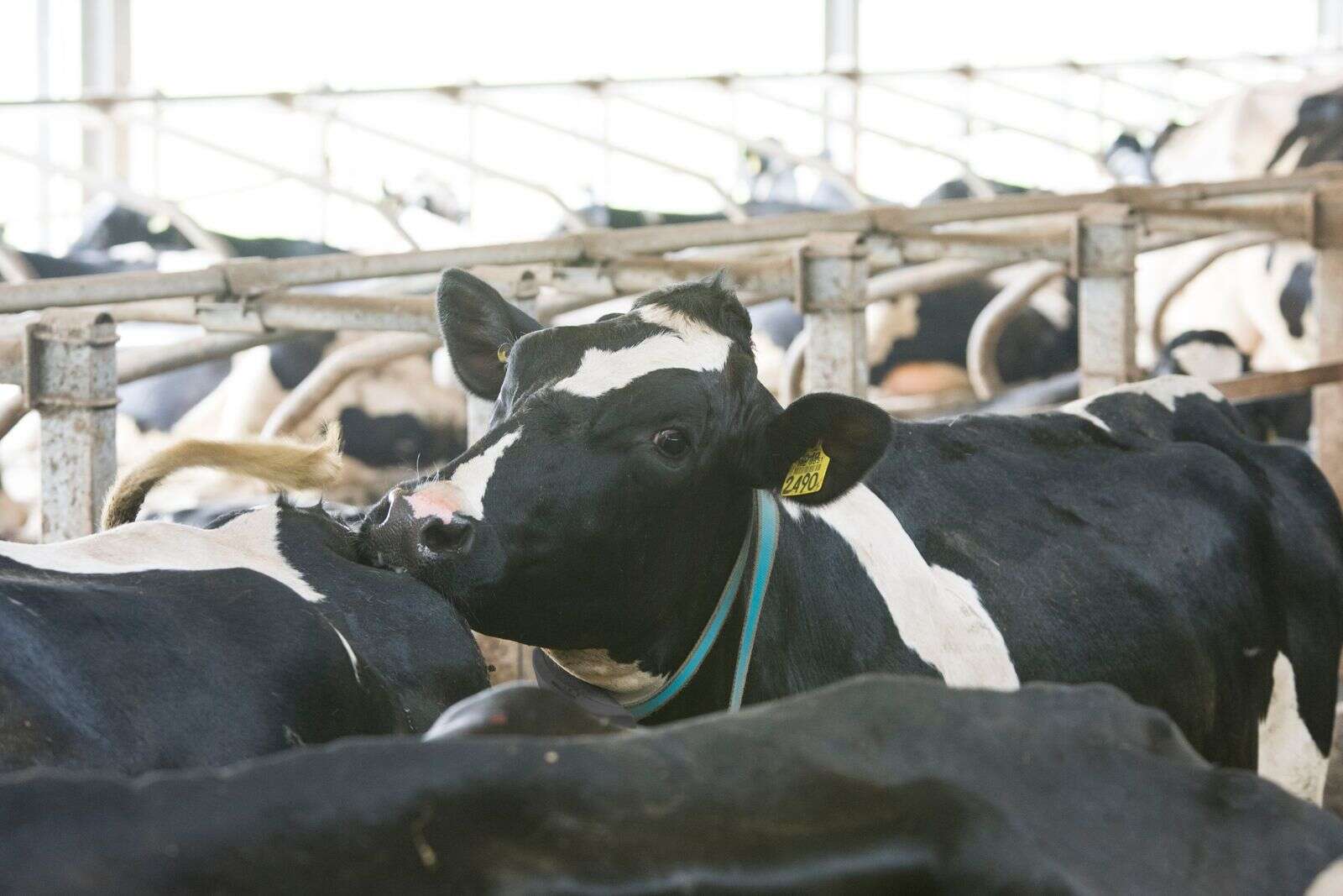 Collars keep track | Riverine Herald