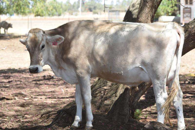 Quality cattle to go under the hammer | Country News