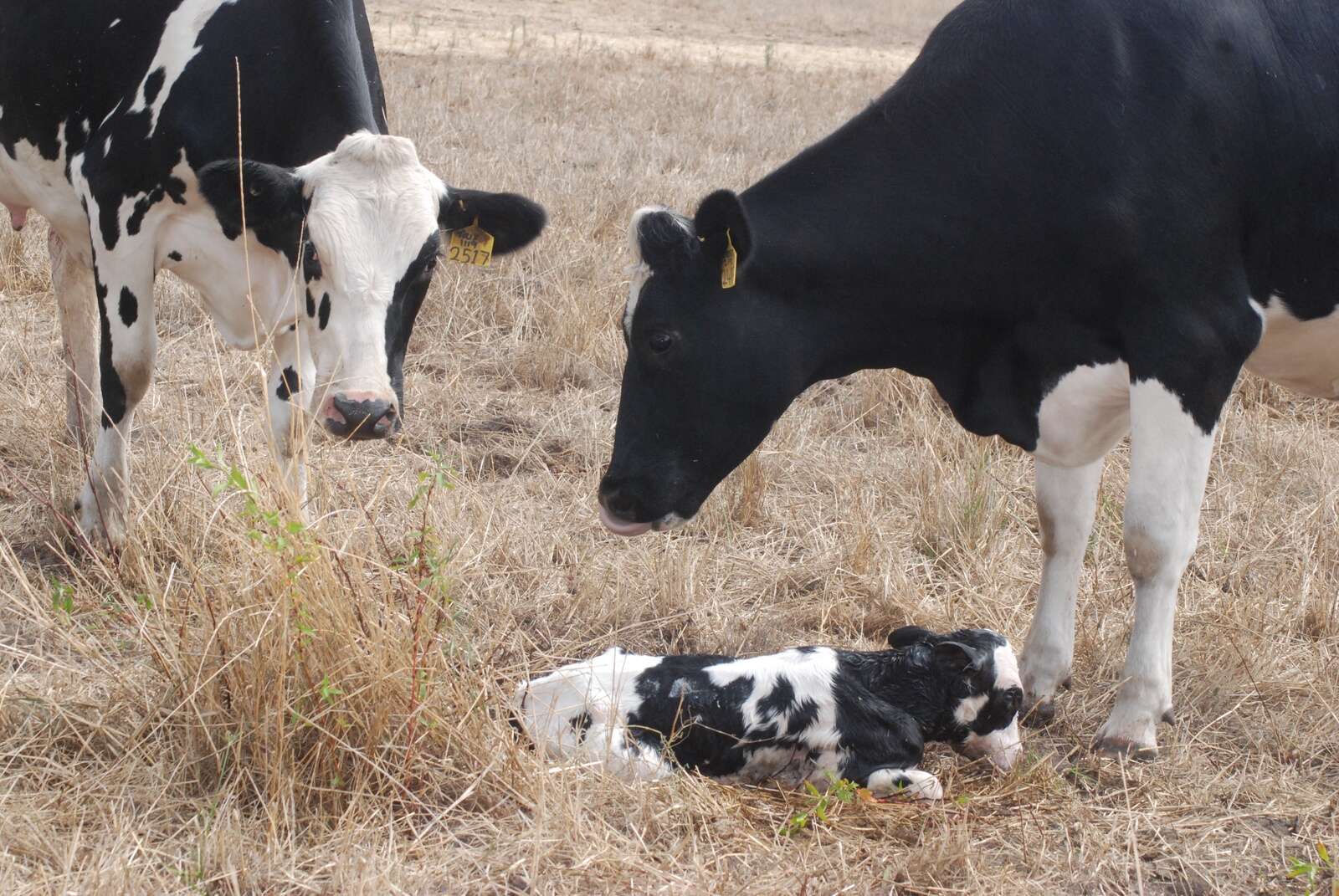 Managing cows in cold weather | Dairy News Australia