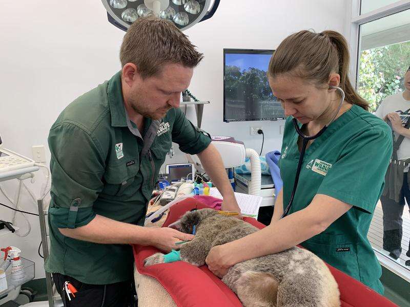 Wild results from chlamydia vaccine trial for koalas | Kyabram Free Press