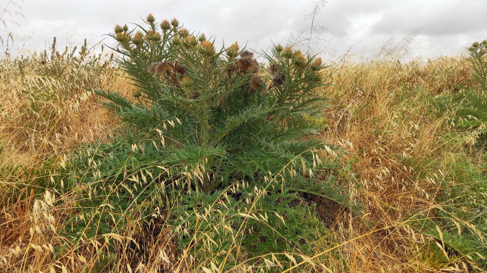 Weeds, waste and invasive species information sessions in Campaspe ...