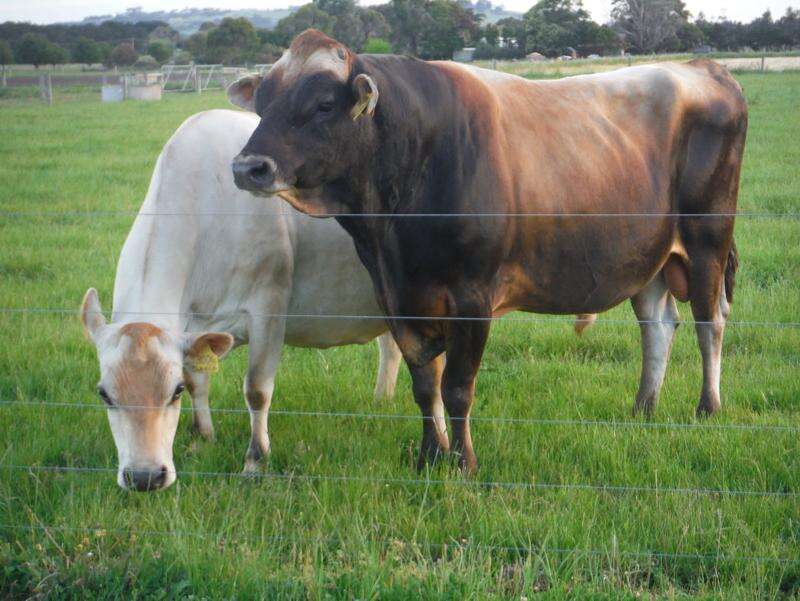 Breeding for polled position | Dairy News Australia