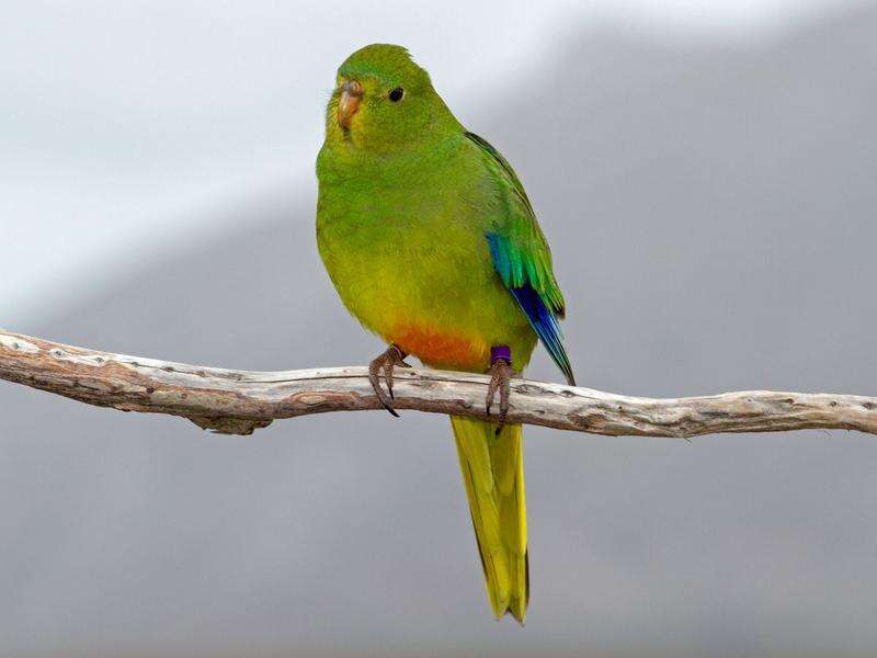 Game reserve closes early for endangered parrot release | Country News