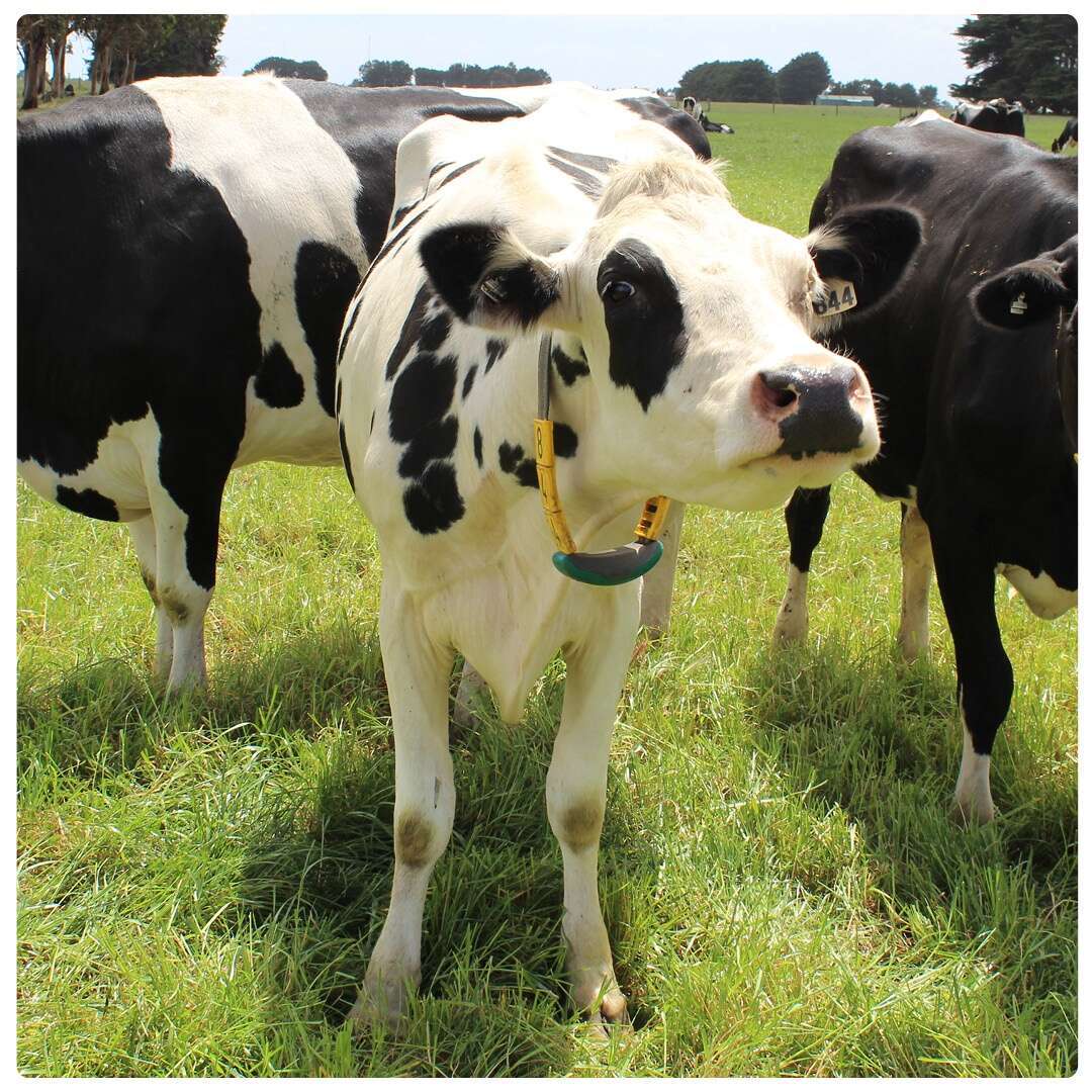 Rye-grass tops the class again | Shepparton News