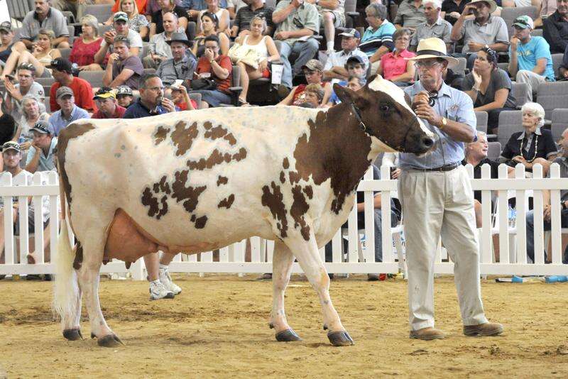 Australia’s biggest dairy show comes to Tatura | Country News