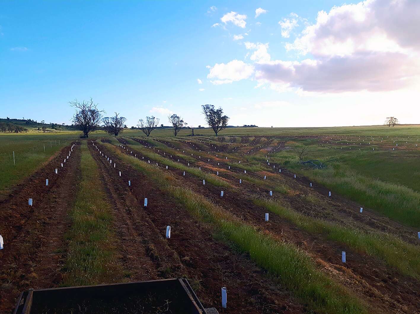 Incentive to plant trees | Country News