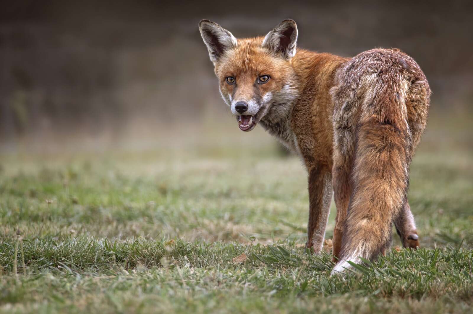 Map and manage pest animals effectively | Deniliquin Pastoral Times
