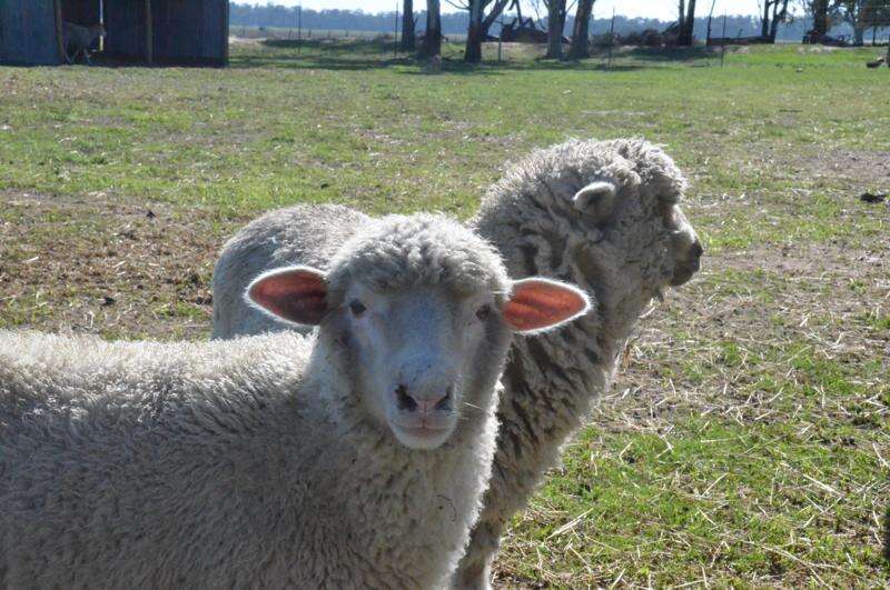 New regulations protect animals | Country News