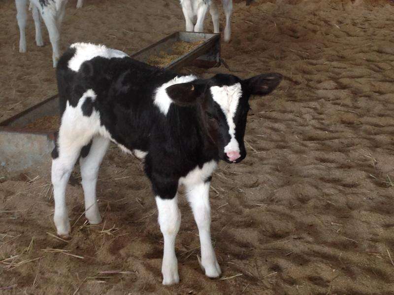 Considerations for bobby calf processing | Dairy News Australia