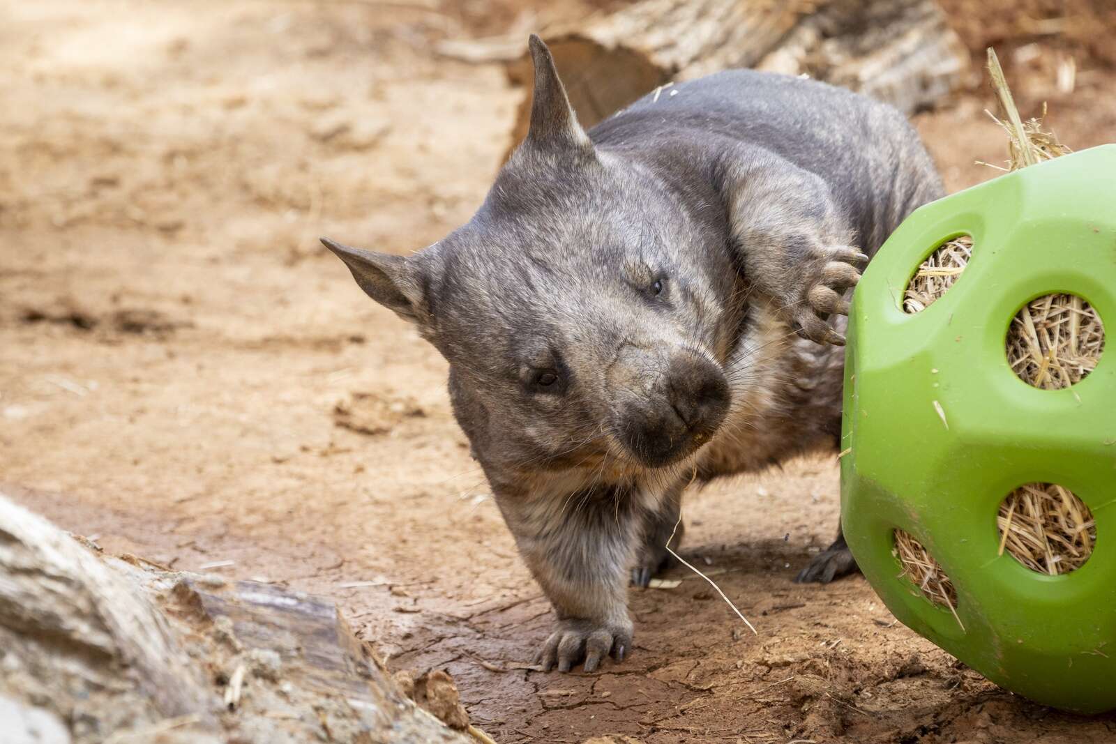 Wombat has a ball | Shepparton News