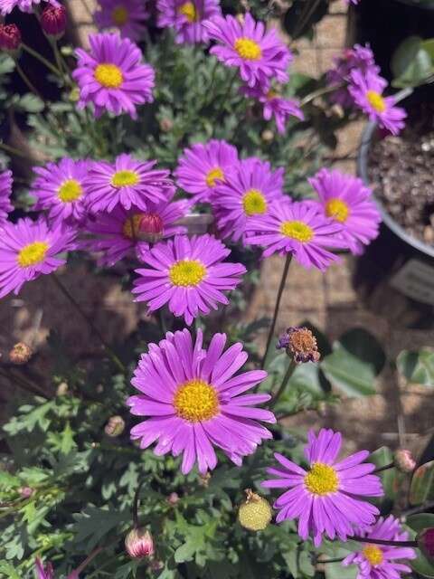 Native colour for every corner | Shepparton News