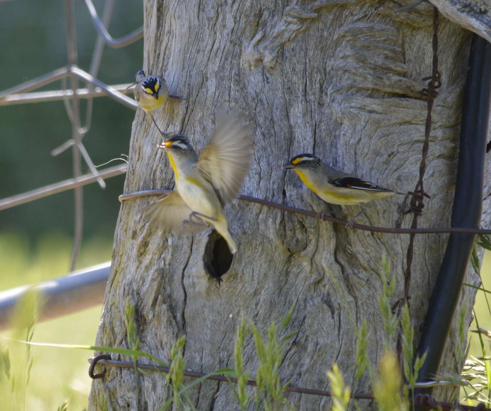 Paddock trees, pardalotes and productivity | Seymour Telegraph