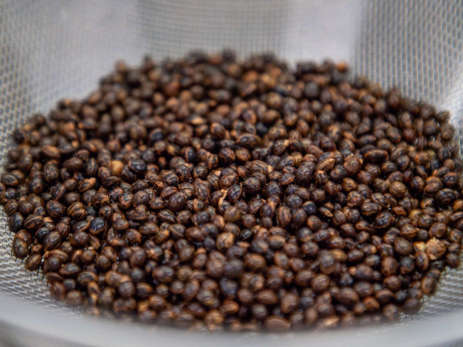 Research reveals nutritious potential of budding bush food | Seymour ...