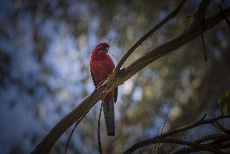 Rene's Region: Benalla wildlife | Benalla Ensign