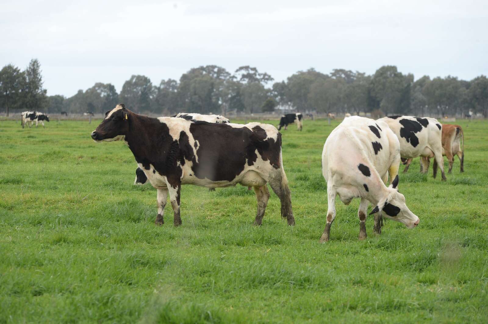 Free biosecurity learning modules to educate farmers | Country News