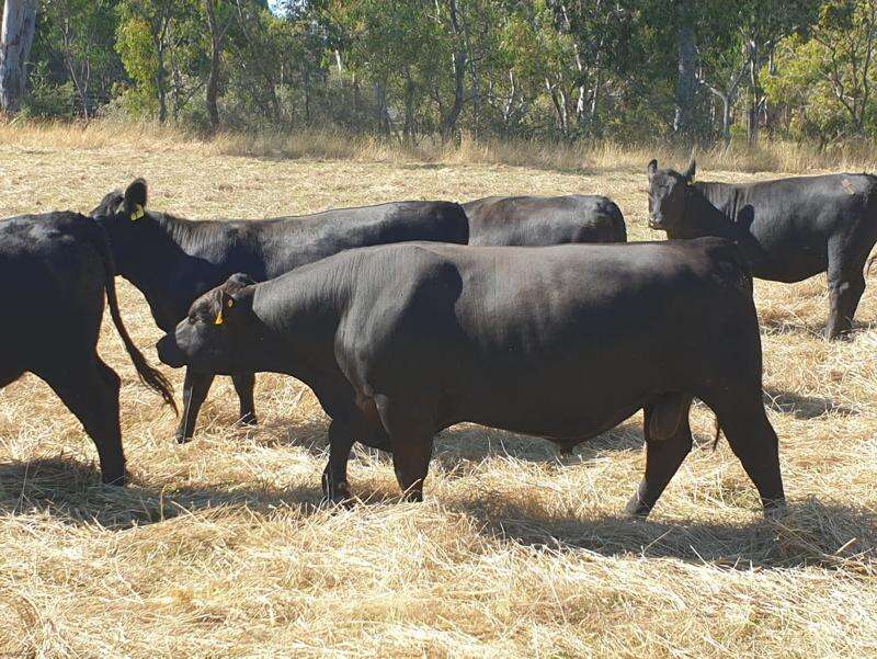 Commercial, fertile Angus key at small Hilldene stud | Country News