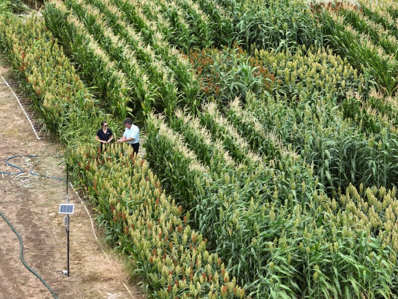 Taking fodder into the future | Dairy News Australia